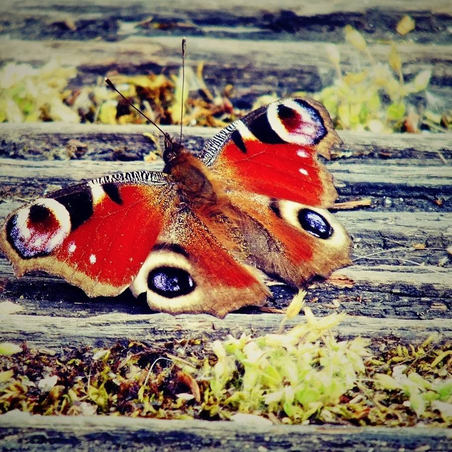 Pluto in the 5th House (Natal or Transit)